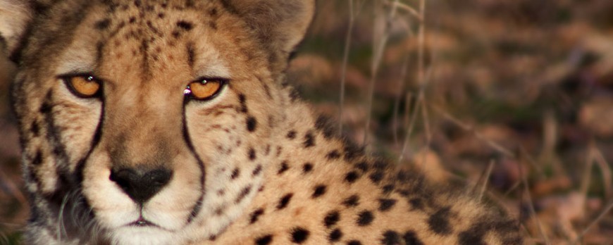 cheetah photo | Eero Johnson Video Production
